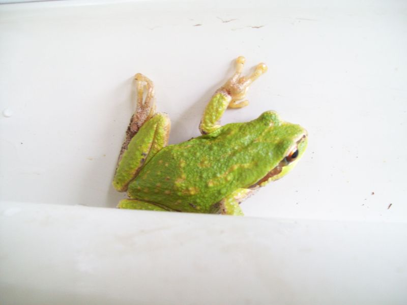 tree frog, Quadra Island | Quadra Island Trails